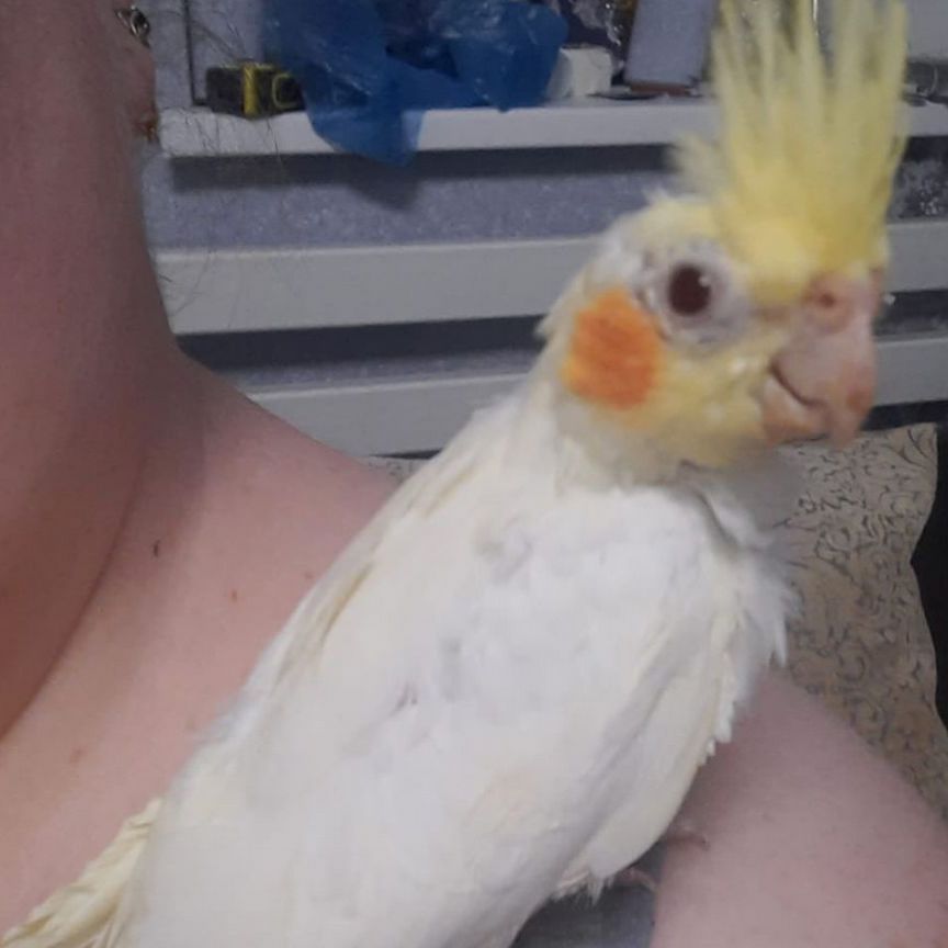 Попугай карелла