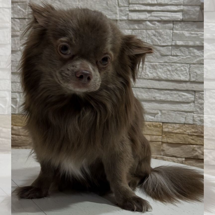 Чихуахуа, взрослый пёс