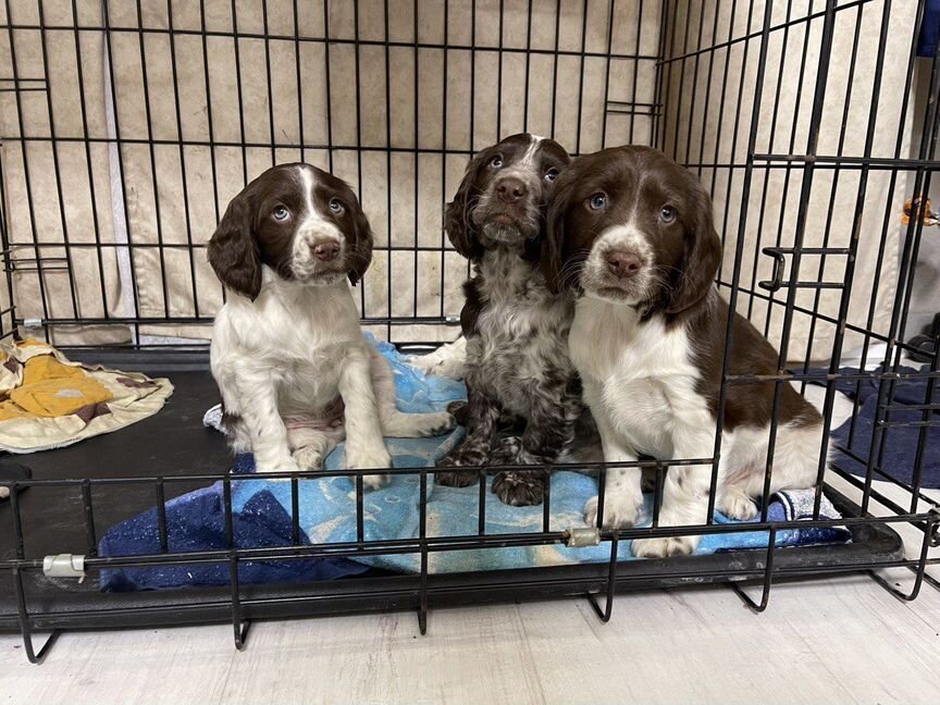 Русские спаниельки ждут своих хозяев