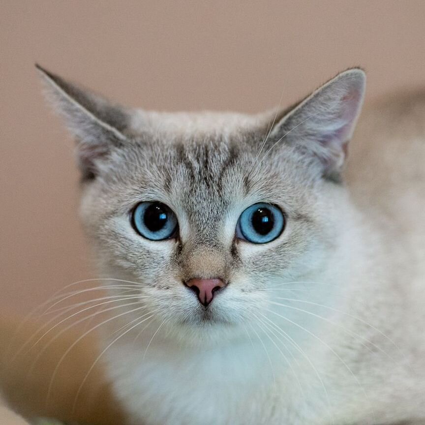 Кошечка Саманта в добрые руки