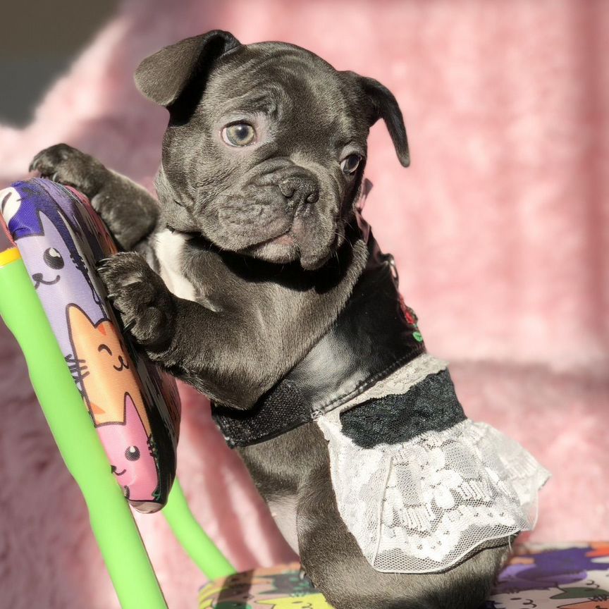 Французский бульдог девочка