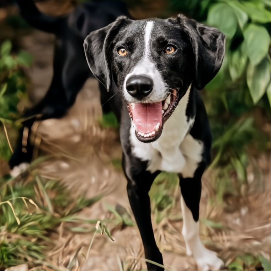 Взрослая собака в добрые руки