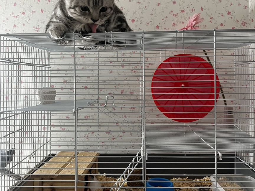 Клетка для грызунов большая