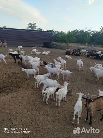 Продается стадо коз,цена договорная