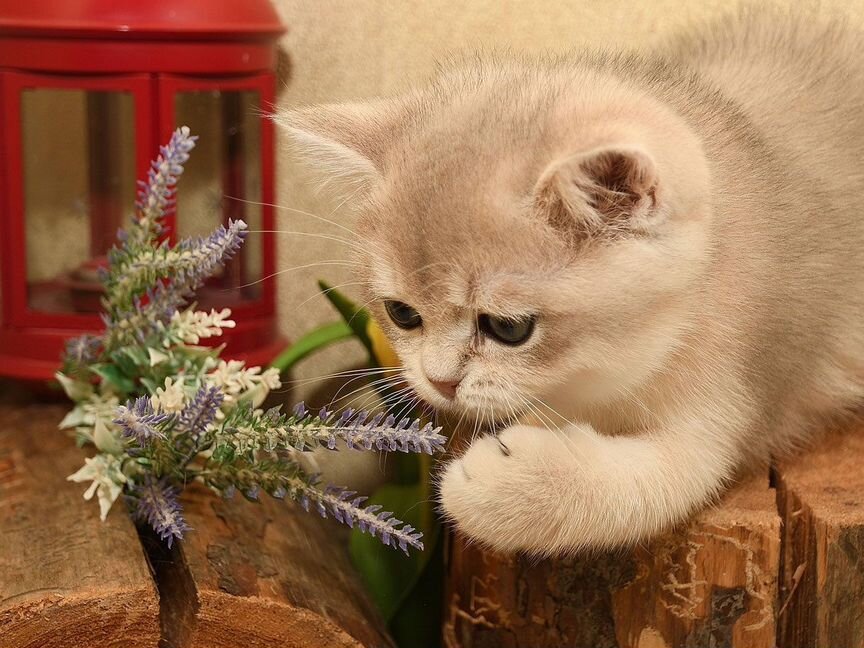 Потрясающий Плюшевый Золотой котик 2 мес