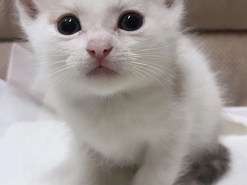 Котенок в добрые руки