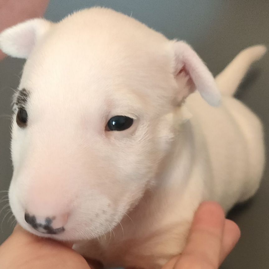 Миниатюрный бультерьер