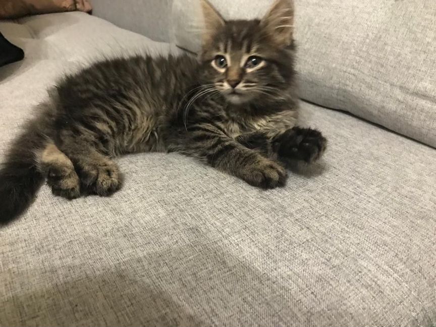 Котята сибирской кошки