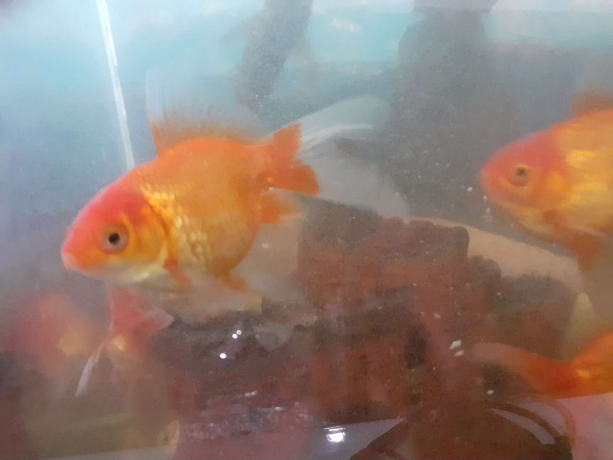 Золотая рыбка 2 шт в одни руки