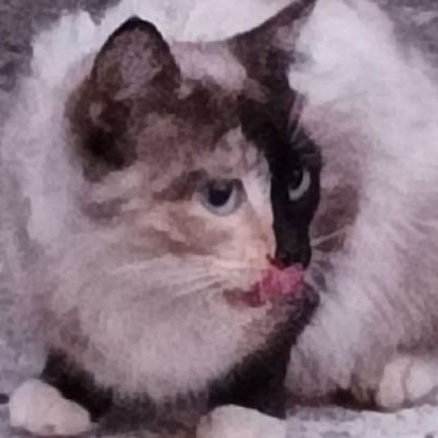 Сиамская, взрослая кошка