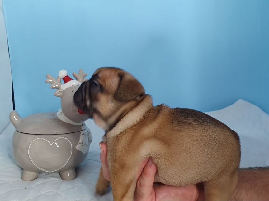 Щенок француза