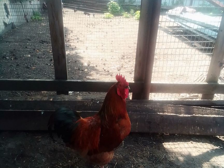 Петух Кучинский