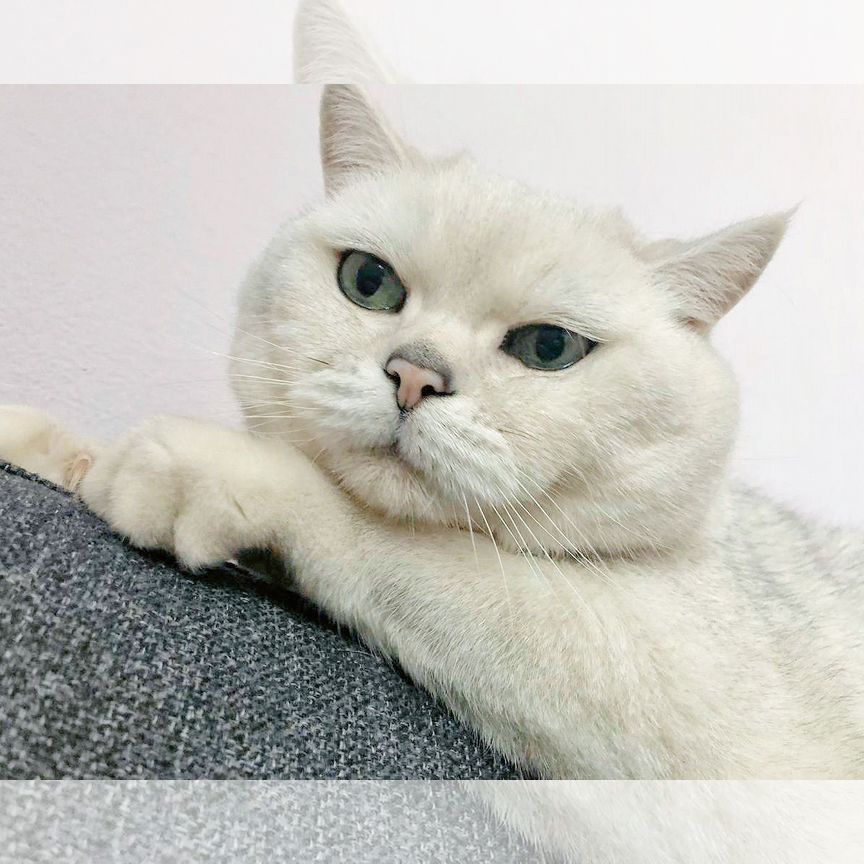 Британский короткошерстный котик ищет новый дом