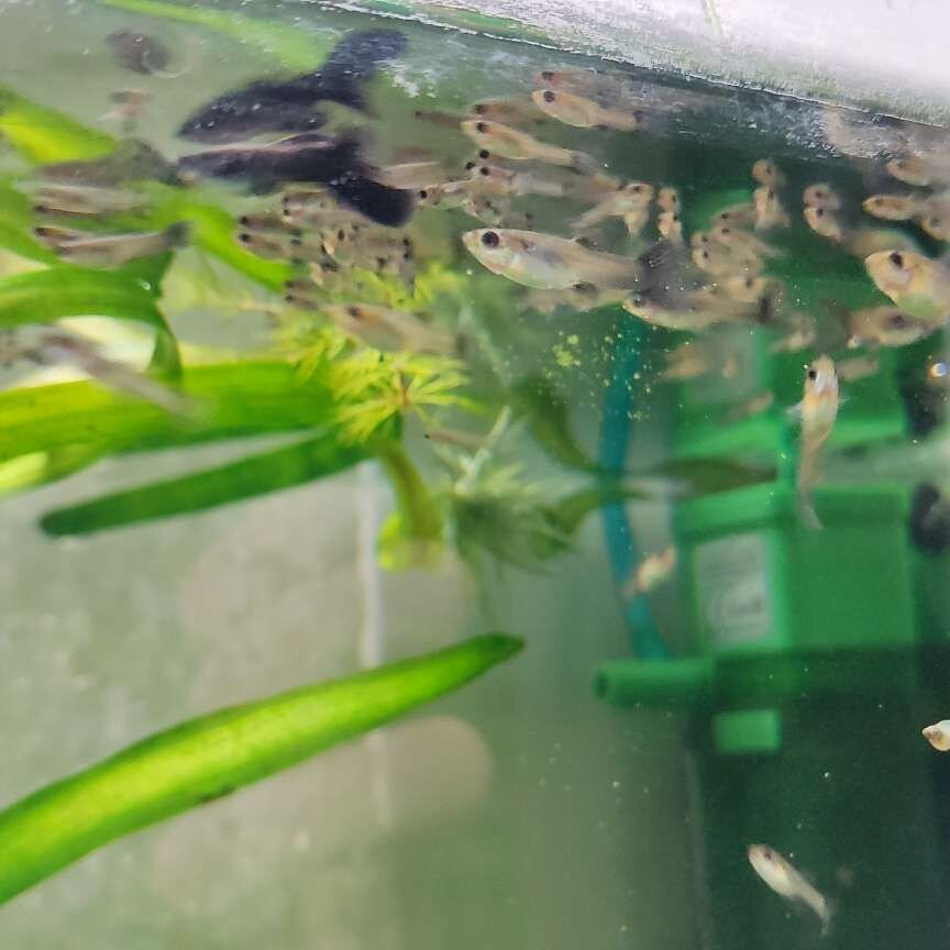 Рыбки гуппи