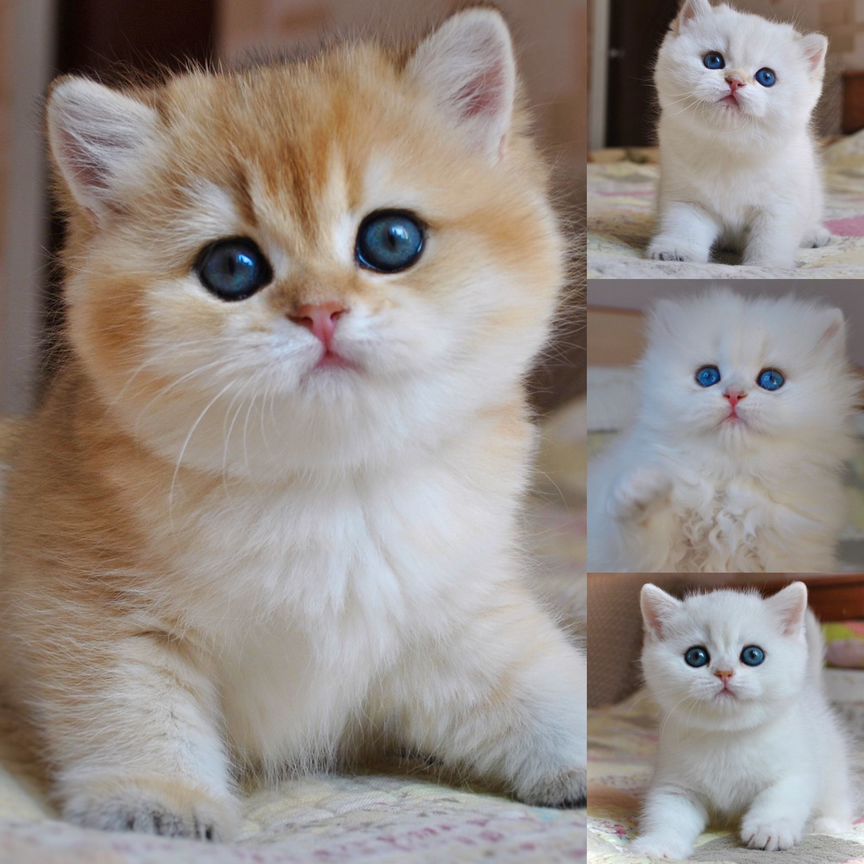 Британский короткошёрстный котёнок
