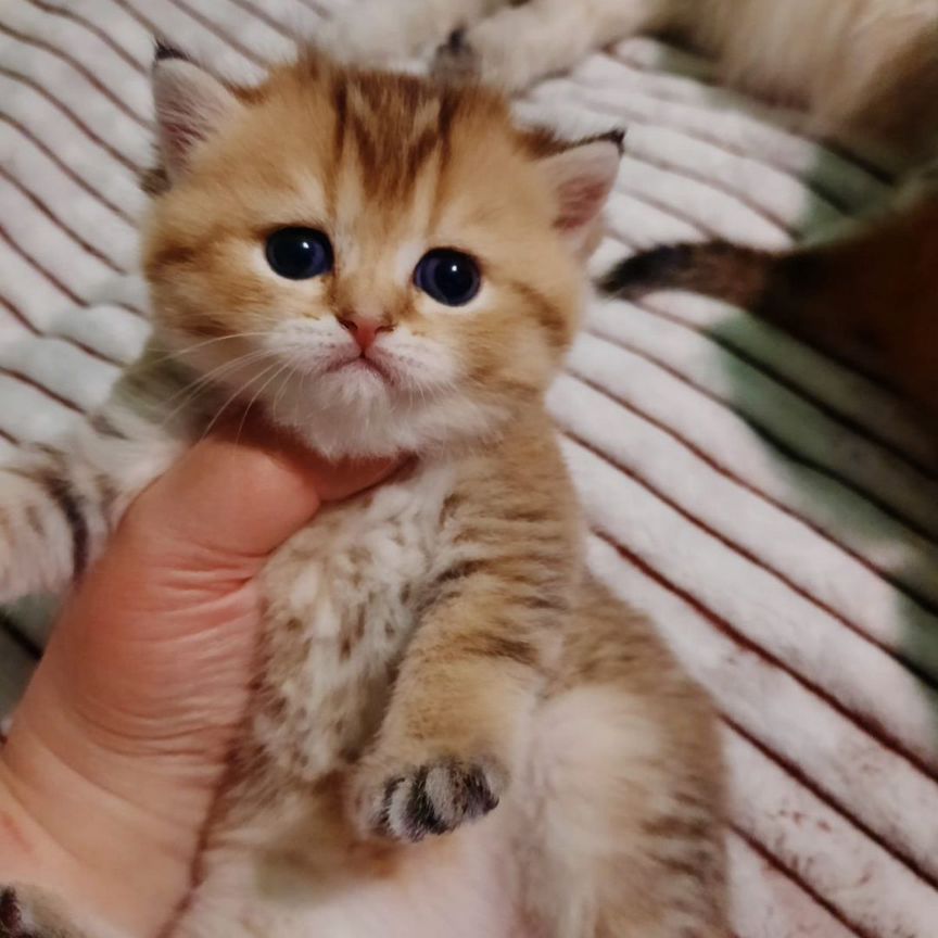 Котята плюшевые золотые