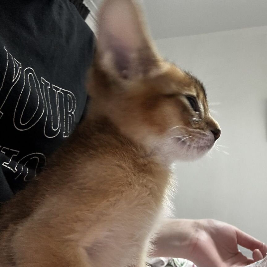 Абиссинский котёнок