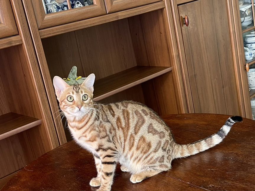 Бенгальская кошка