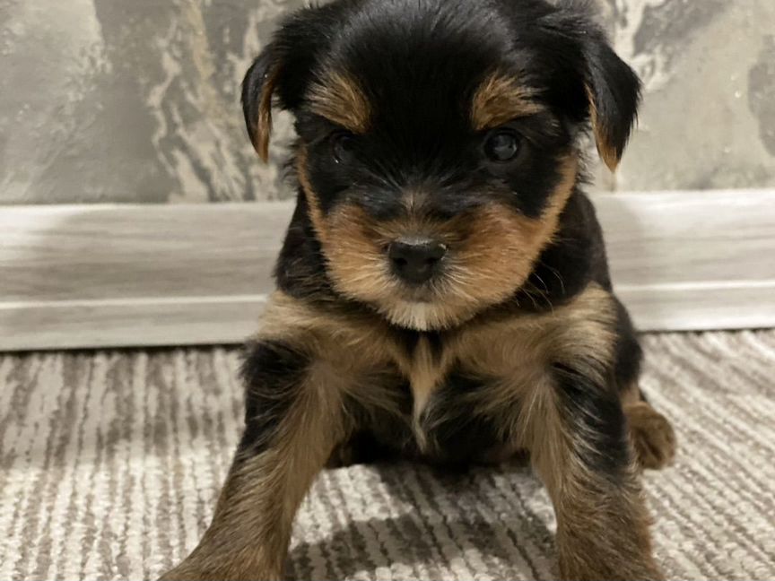 Йоркширский терьер