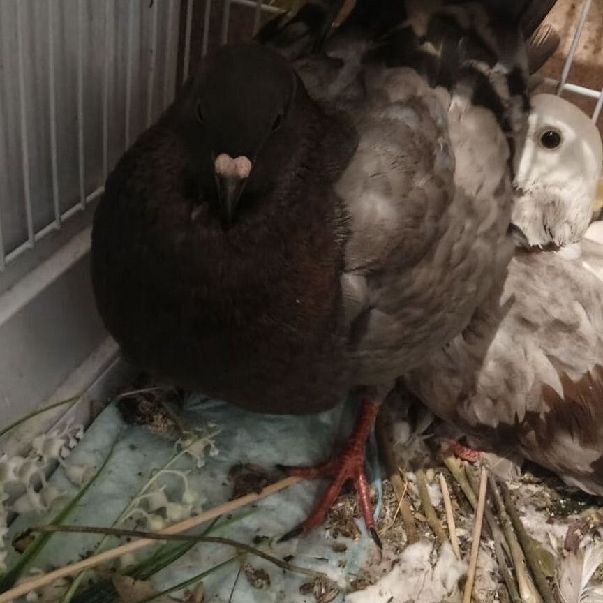 Голубиные яйца