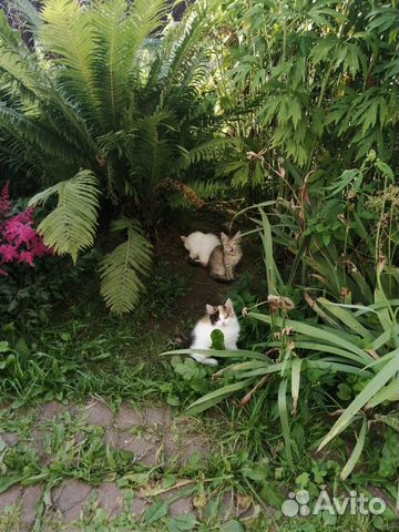Котята погибнут на даче