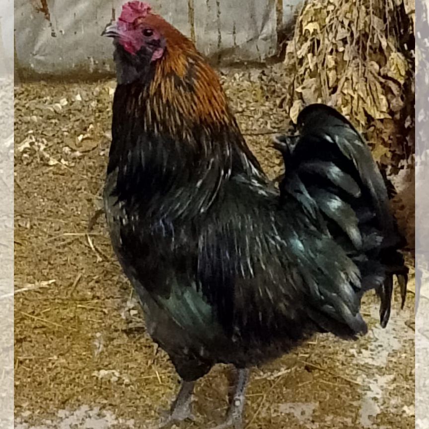 Петухи амерауканы