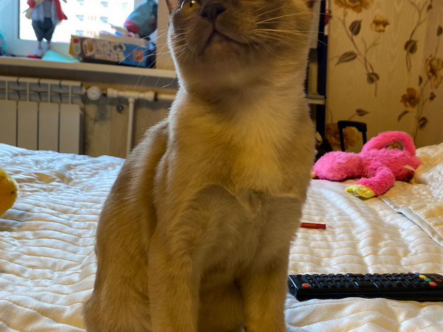 Котенок Европейской Бурмы 3 месяца мальчик