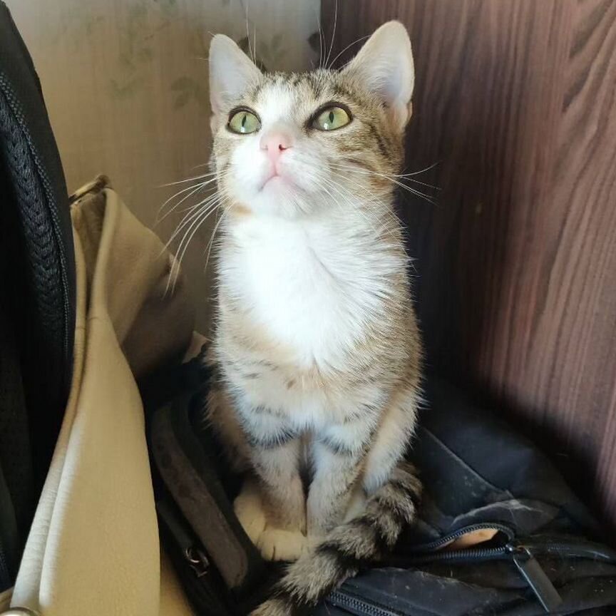 Котёнок в добрые руки