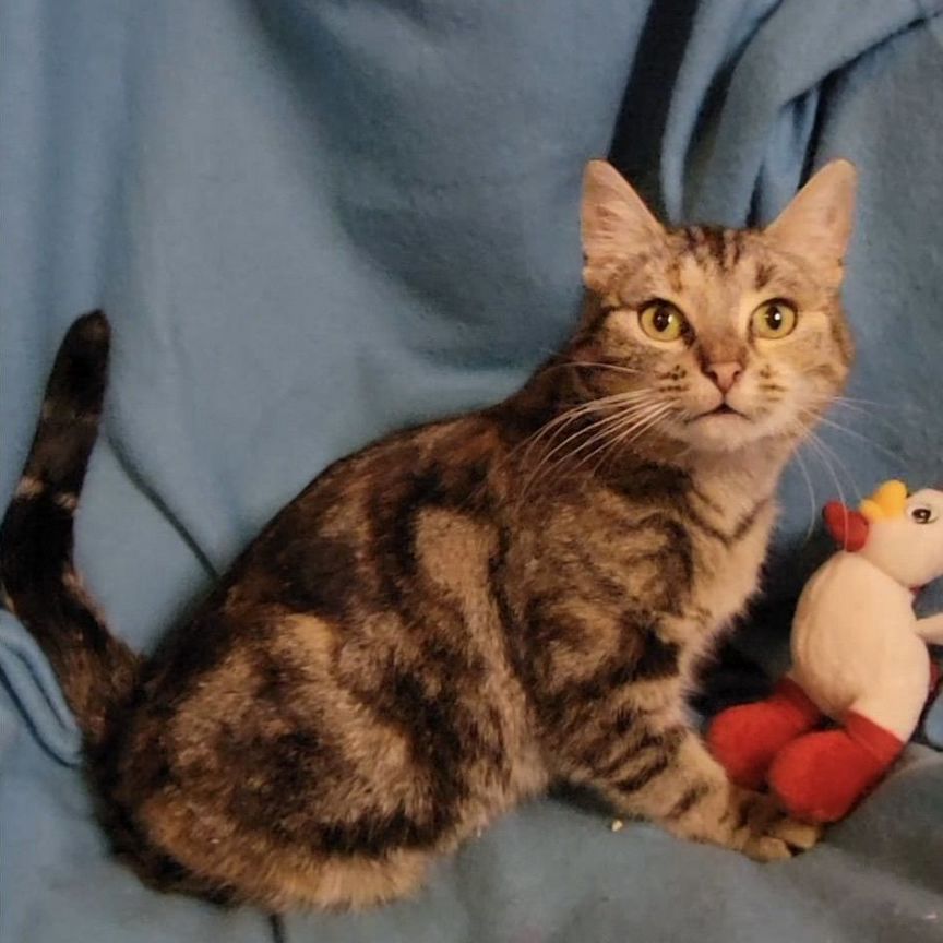 Кошечка Василиса мраморного окраса 11 мес. в дар