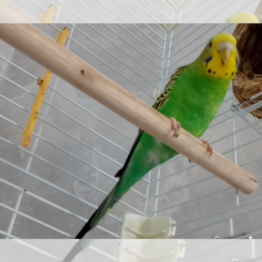 Волнистый попугай