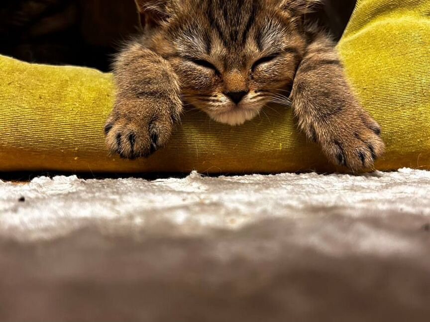 Шотландские котята