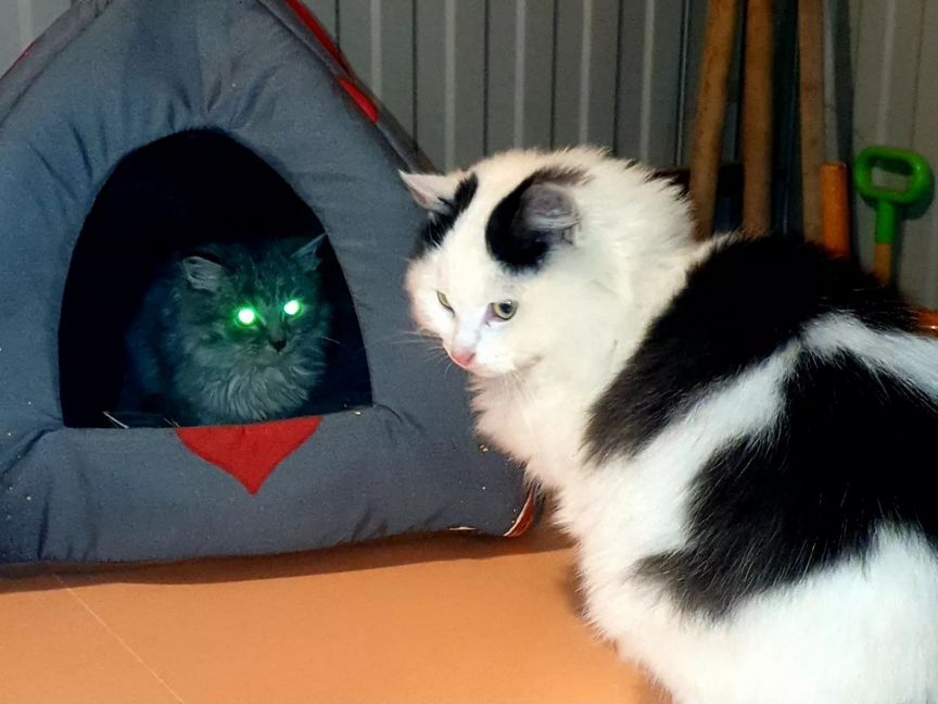 Кошечка молодая