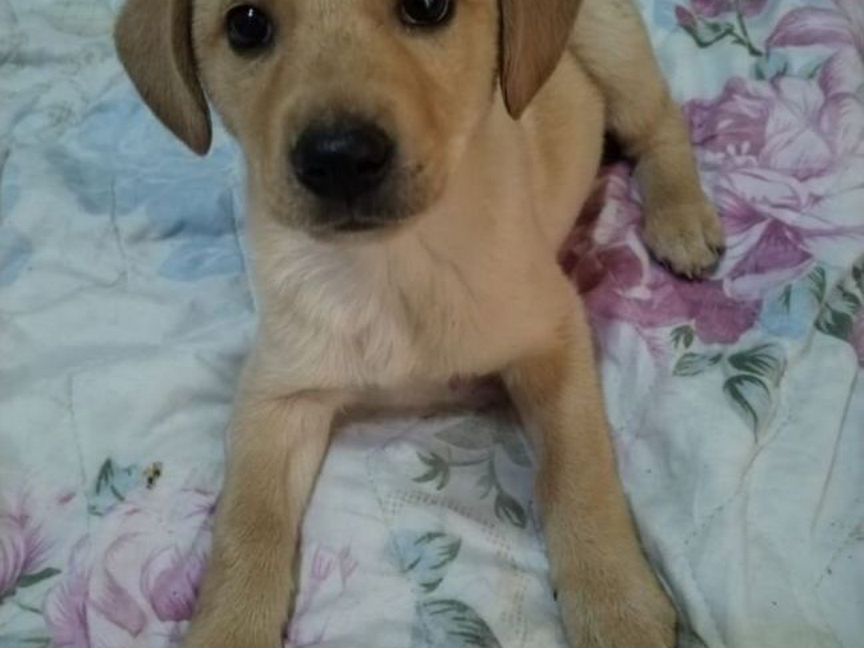 Щенок в добрые руки бесплатно