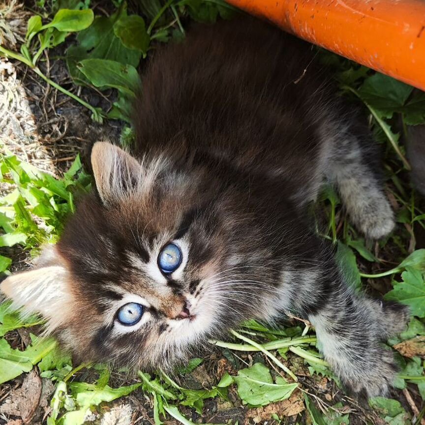 Отдам бесплатно замечательных котят