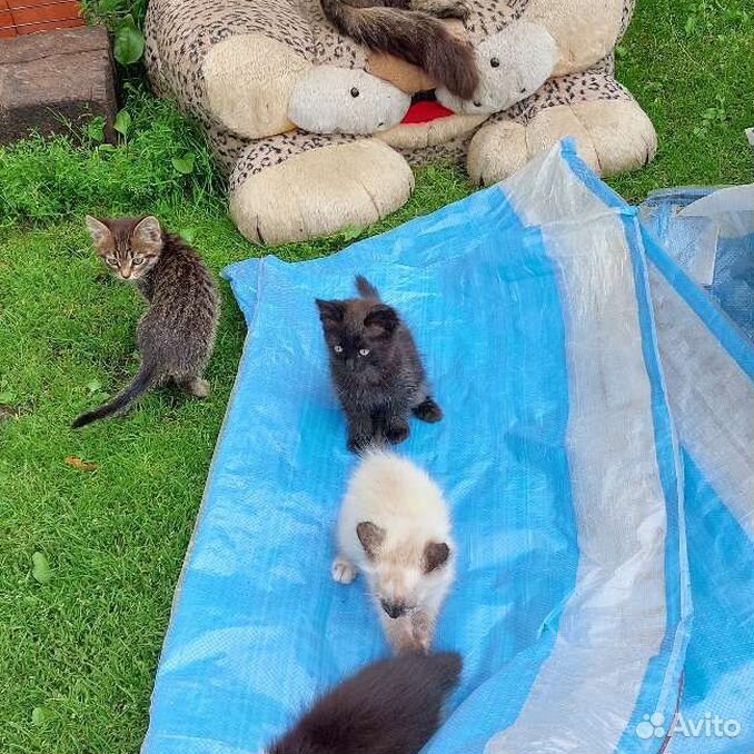 Котята метисы сибирской пушистой