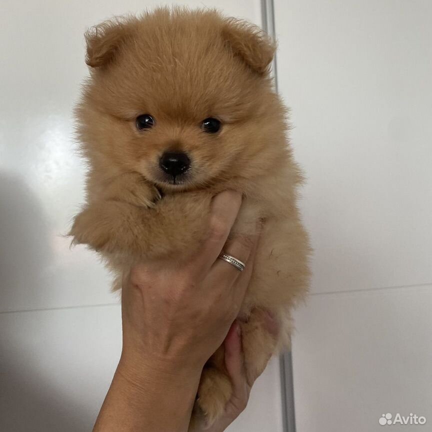 Померанский шпиц