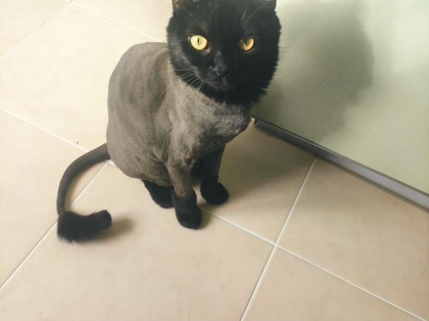 Бомбейский кот