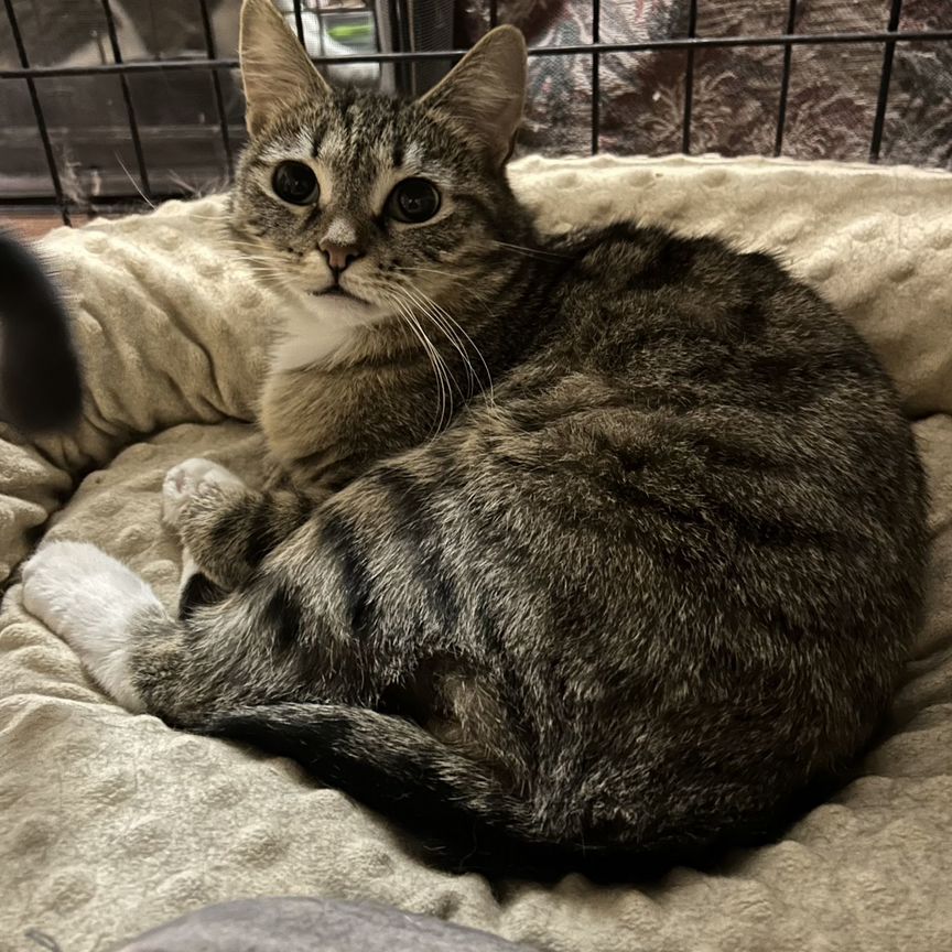 Взрослая, кошка в добрые руки