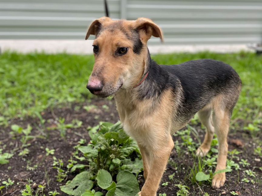 Щенок в добрые руки