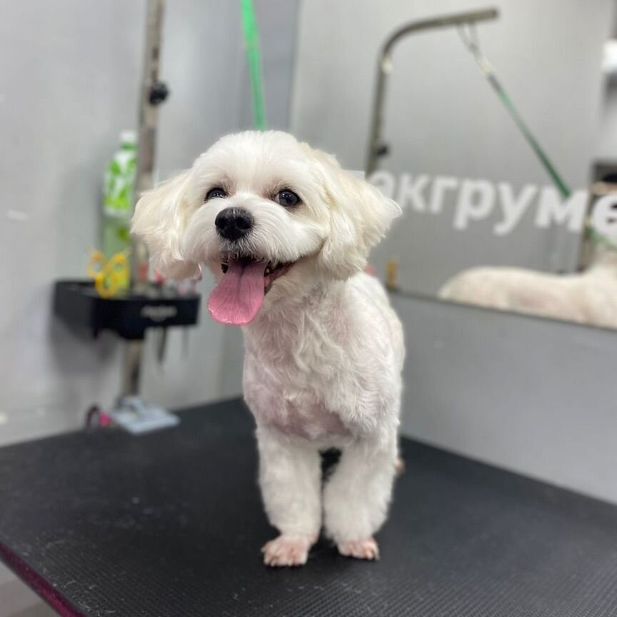 Собака породы Мальтезе