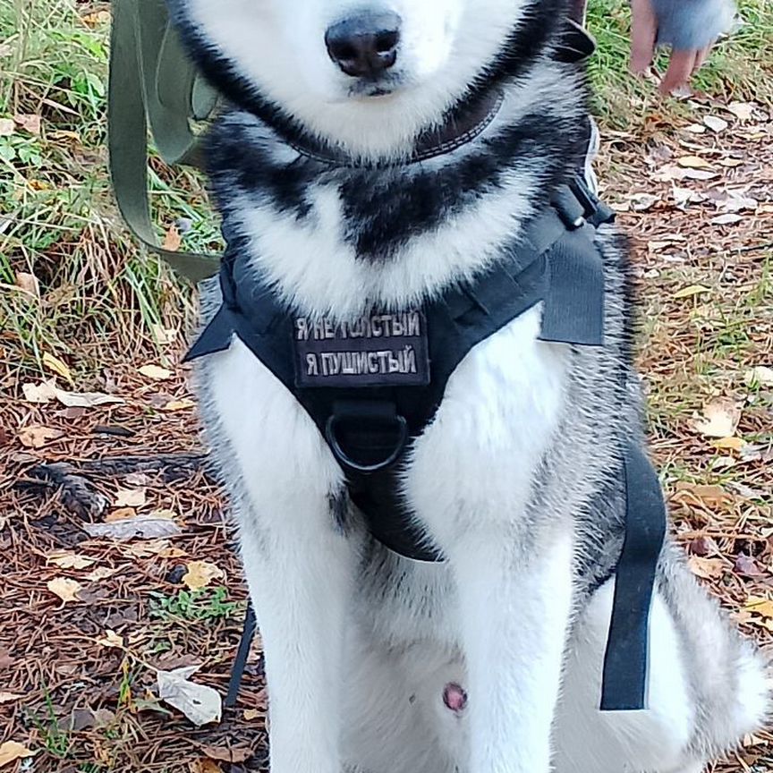 Отдам в добрые руки