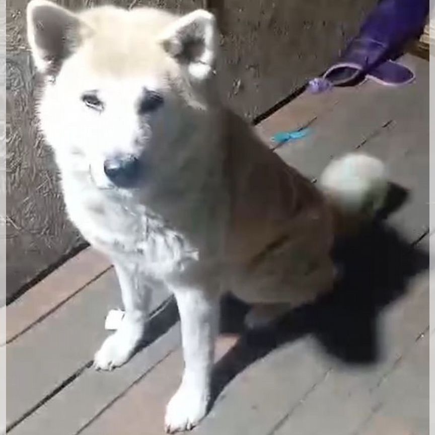 Акита в добрые руки