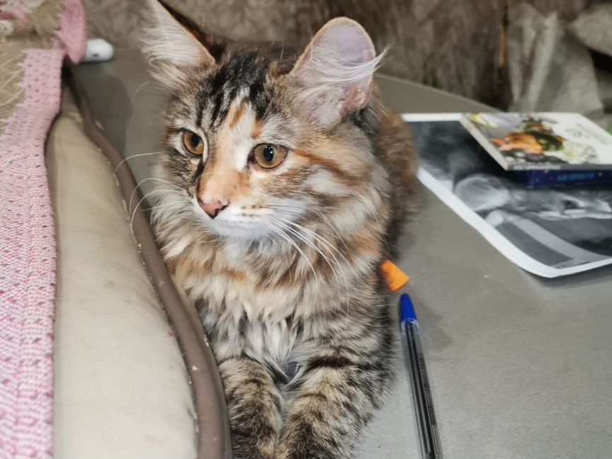 Кошка