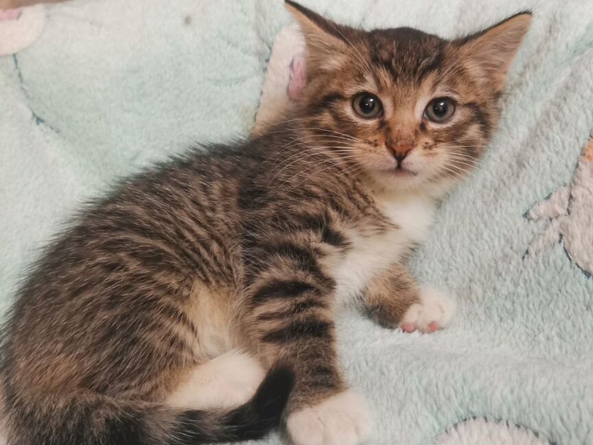 Тигровый малыш в дар