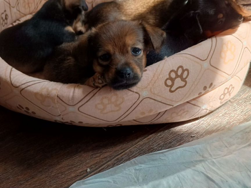 Щенки тойтерьера