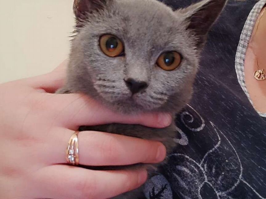 Фенотип британской короткошерстной кошки