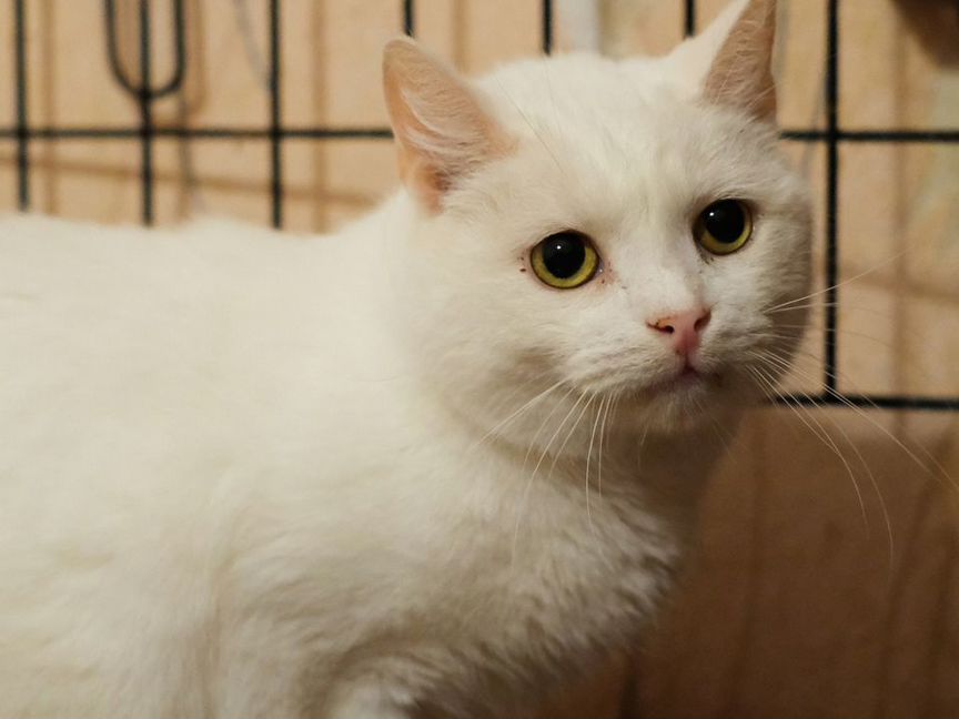 Кошки из приюта