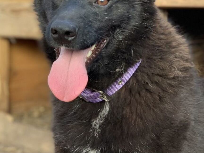 Собака бесплатно