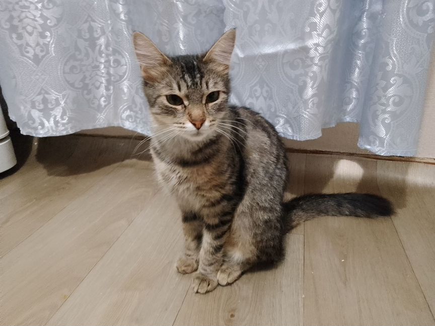 Ласковая кошечка хочет домой