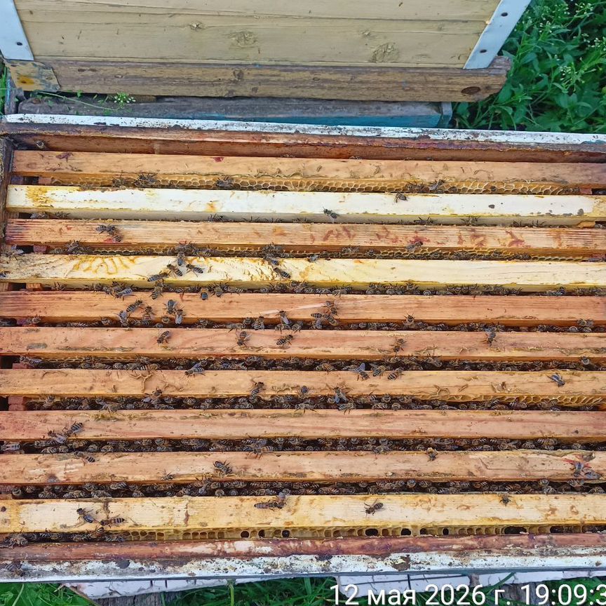 Продам пчелосемьи